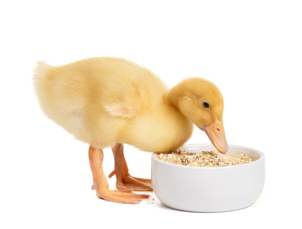 Comment nourrir un caneton tout petit